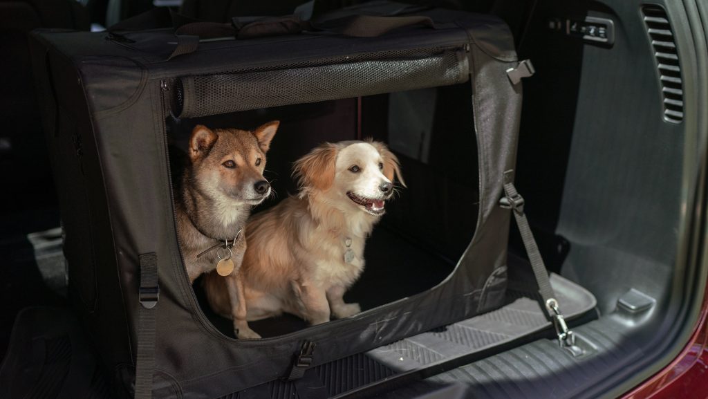 Pacifica & Wrangler Awarded On 10-Best Cars For Dog Lovers List ...